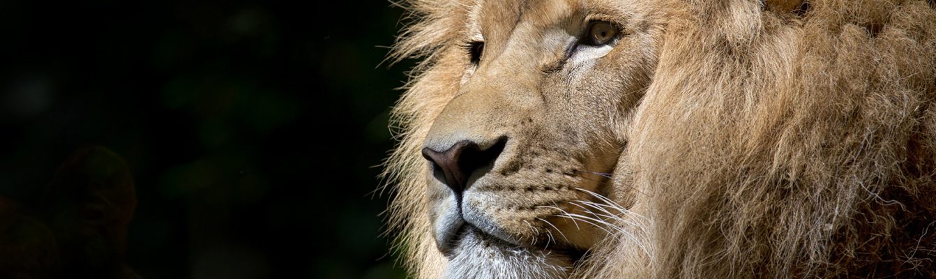 lion | Monroe Missionary Baptist Church